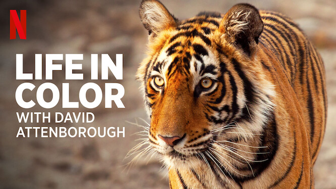 Is 'Life in Color with David Attenborough' on Netflix? Where to Watch ...